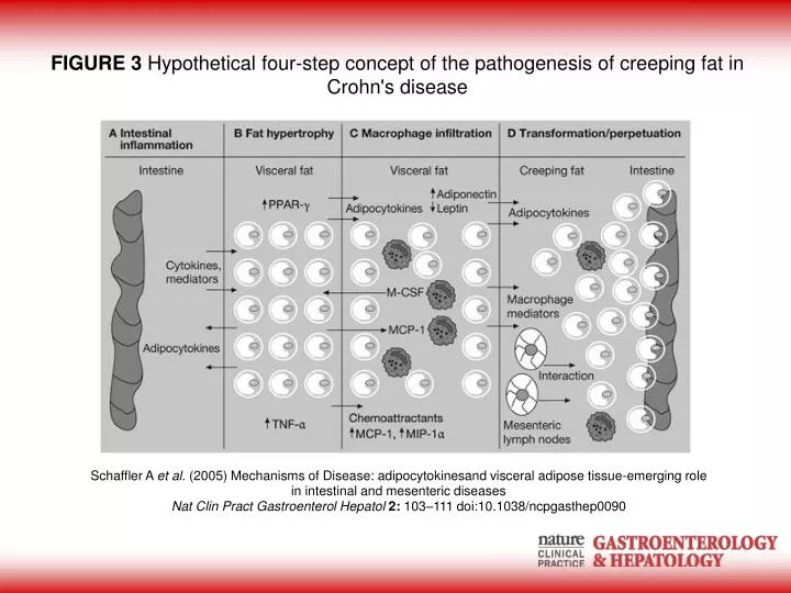 PPT - FIGURE 3 Hypothetical four-step concept of the pathogenesis of ...