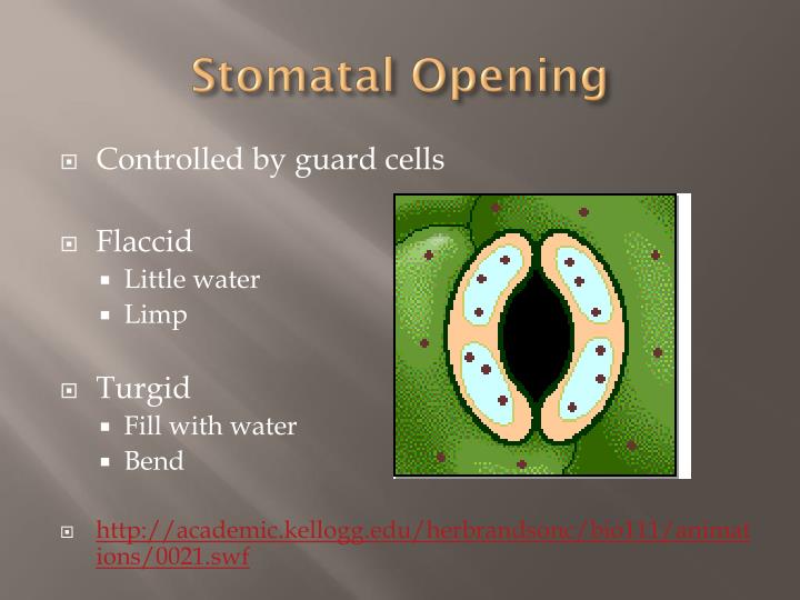 PPT - Stomata, Transpiration & Abscission PowerPoint Presentation - ID ...