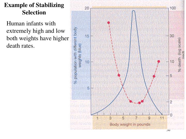 PPT - Mechanisms of Evolution: How evolution happens to populations ...