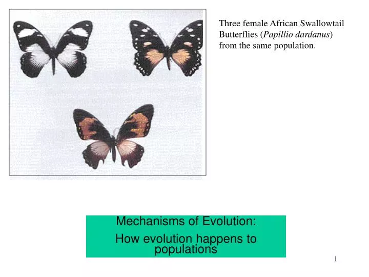 PPT - Mechanisms of Evolution: How evolution happens to populations ...