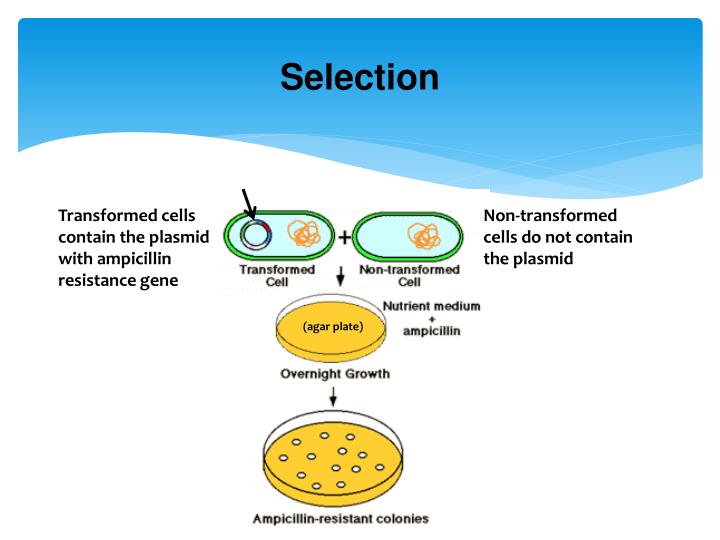 PPT - Bacterial transformation PowerPoint Presentation - ID:5812934