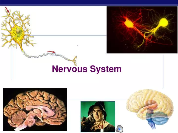 PPT - Nervous System PowerPoint Presentation, free download - ID:5814930