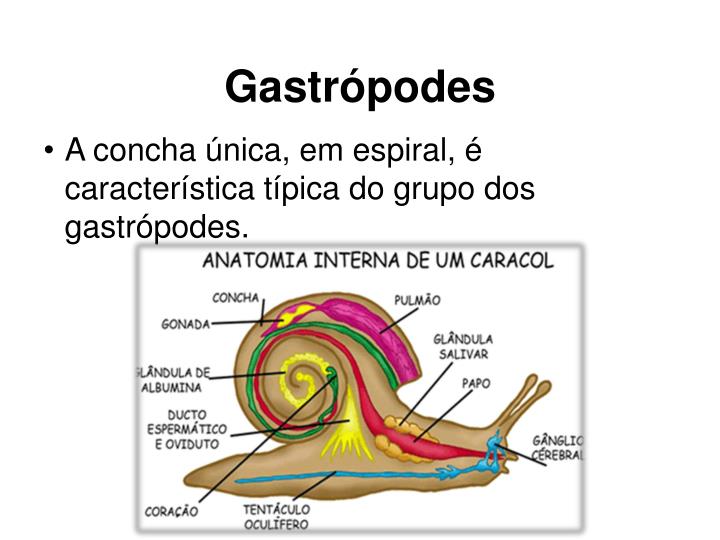 PPT - MOLUSCOS PowerPoint Presentation - ID:5815225
