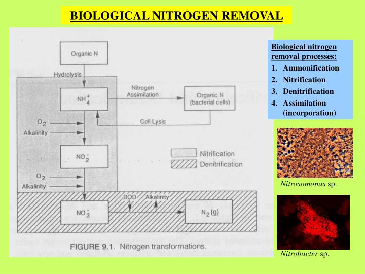 PPT - ACTIVATED SLUDGE - BIOLOGICAL NUTRIENT REMOVAL PowerPoint ...