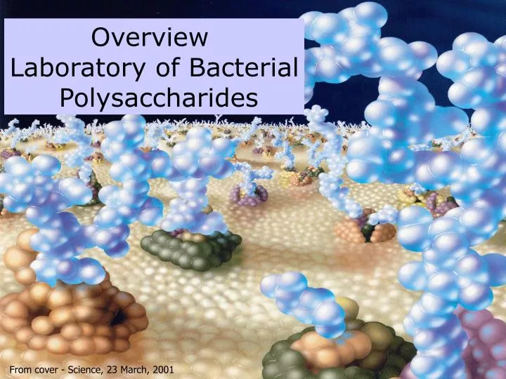 PPT - Overview Laboratory of Bacterial Polysaccharides PowerPoint ...
