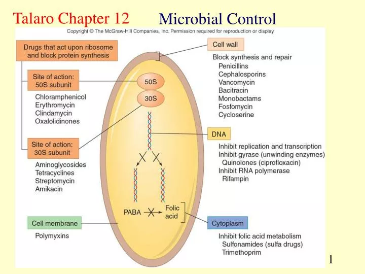 PPT - Microbial Control PowerPoint Presentation, free download - ID:5816555
