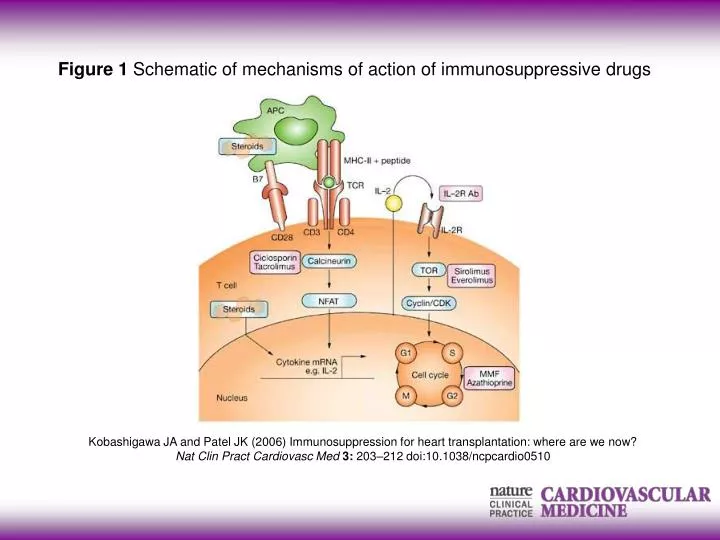 PPT - Figure 1 Schematic of mechanisms of action of immunosuppressive ... PPT - Figure 1 Schematic of mechanisms of action of immunosuppressive ...