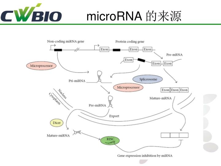 PPT - microRNA PowerPoint Presentation - ID:5820788
