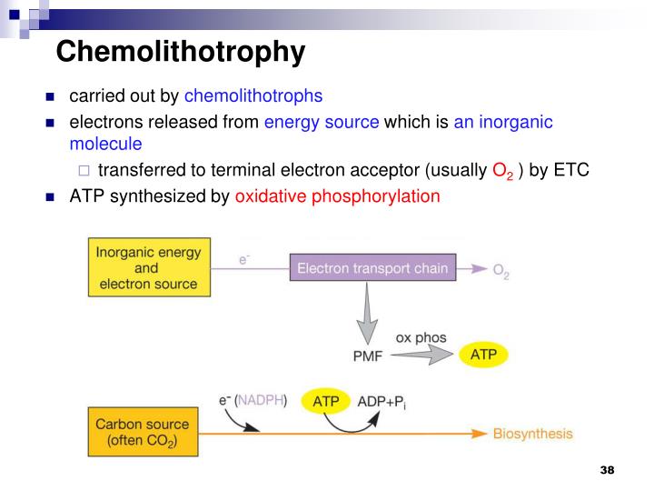 PPT - Chapter 10 Catabolism : Energy Release and Conservation ...