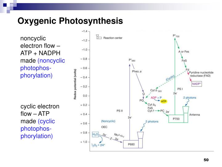 Difference Between Oxygenic And Anoxygenic Photosynthesis