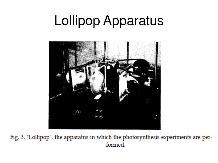 PPT - Calvin’s Experiment – the light independent reaction of ...