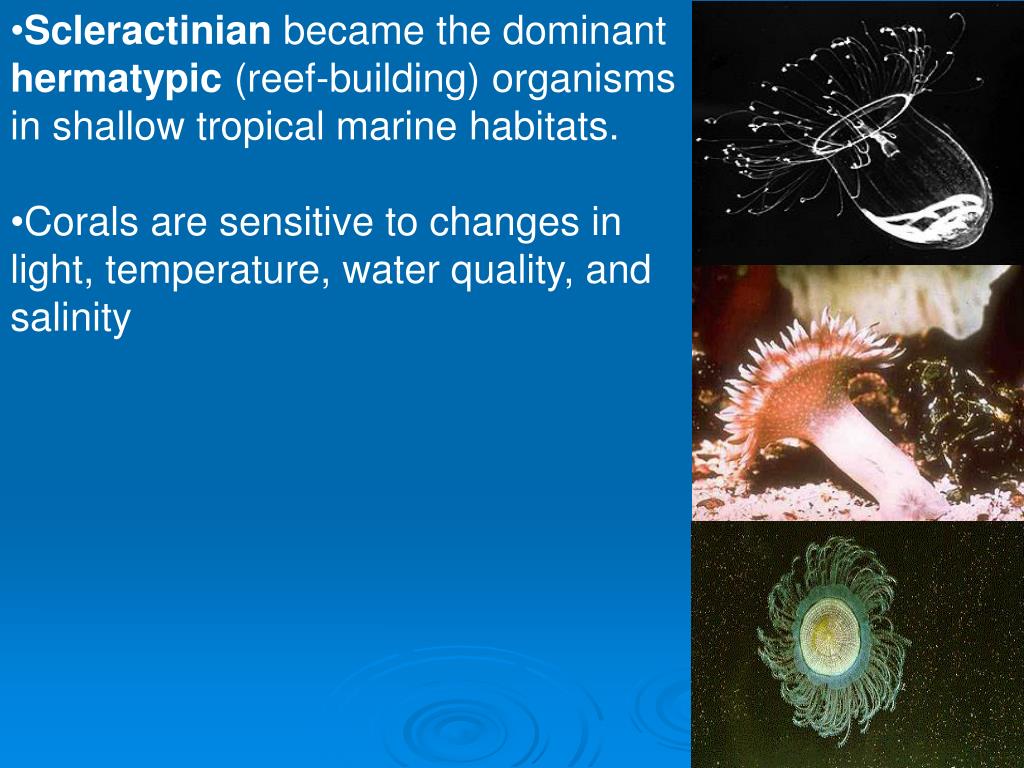 PPT - Introduction to Cnidaria Jellyfish, corals, and other stingers ...