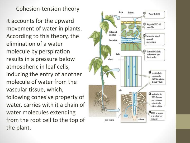 PPT - Transport of nutrients and water in Plants PowerPoint ...