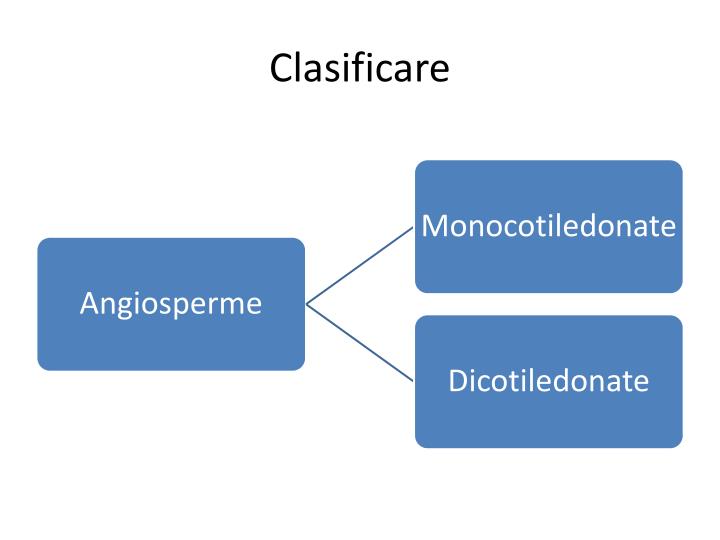 PPT - Structura florii la angiosperme PowerPoint Presentation - ID:5828810