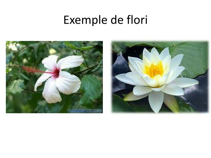 PPT - Structura florii la angiosperme PowerPoint Presentation - ID:5828810