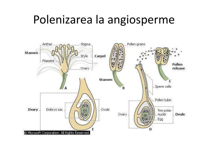 PPT - Structura florii la angiosperme PowerPoint Presentation - ID:5828810