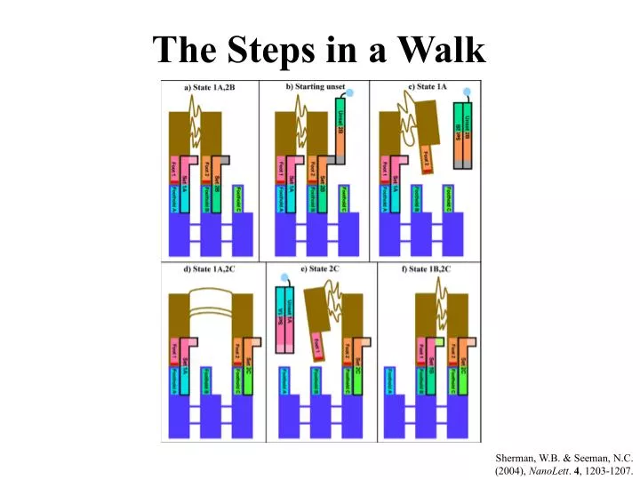 PPT - The Steps in a Walk PowerPoint Presentation, free download - ID ...