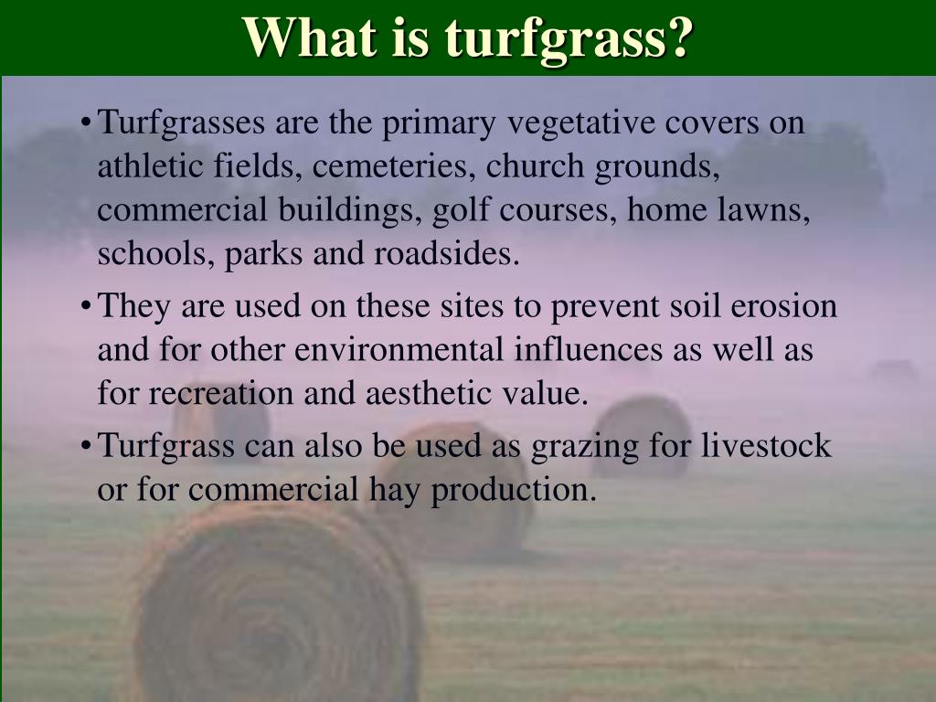 PPT - Turfgrass Industry An Overview of the Turfgrass Industry in ...