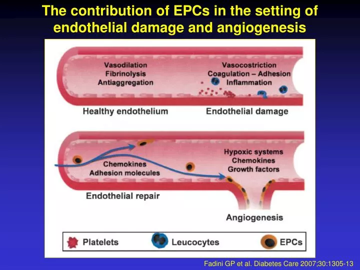 PPT - The contribution of EPCs in the setting of endothelial damage and ...