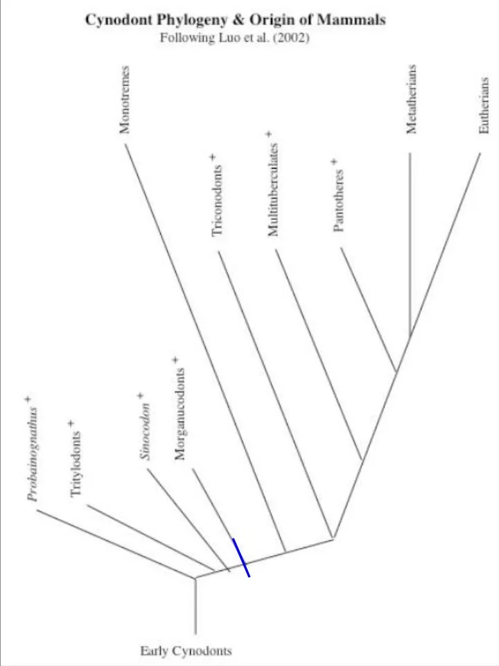 PPT - Morganucodon PowerPoint Presentation, free download - ID:5831080