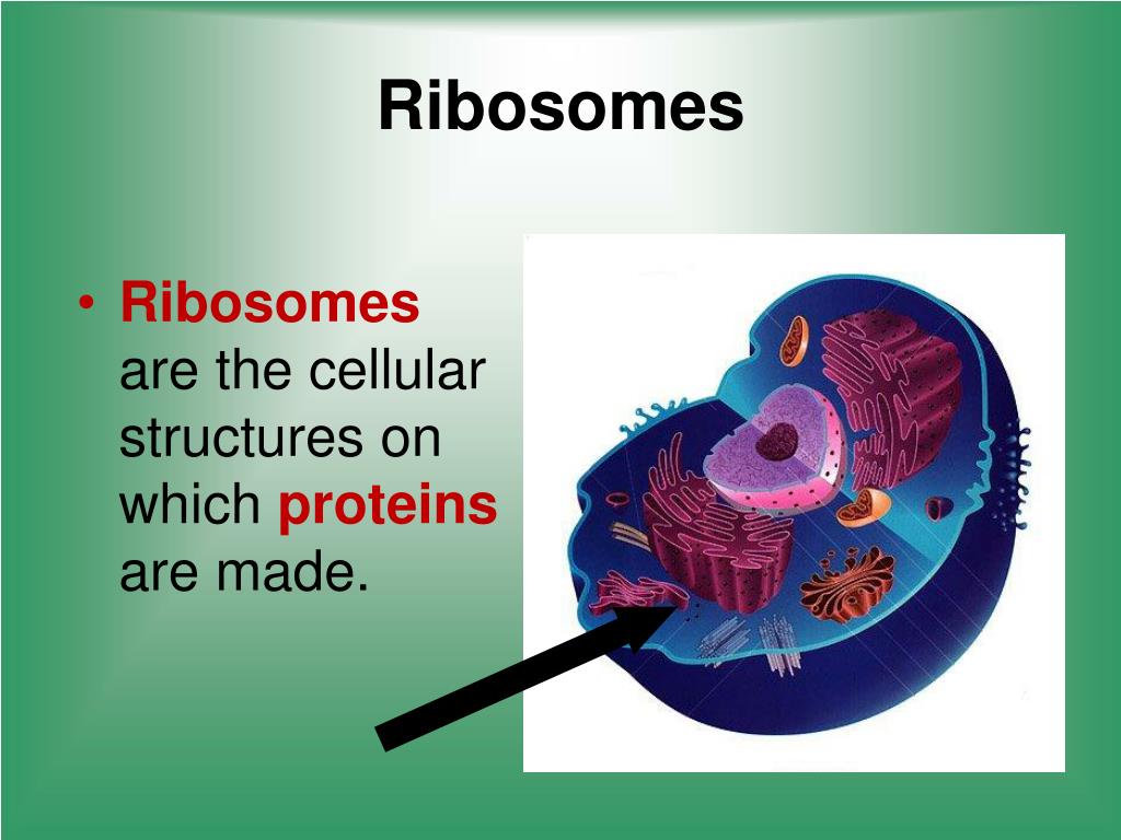 The Structure Of The Ribosome Functions Infographics