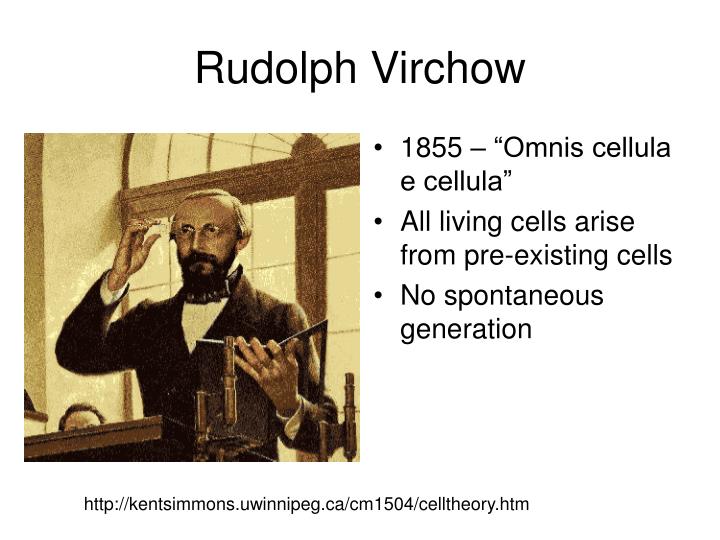 PPT - Development of Cell Theory PowerPoint Presentation - ID:5832557