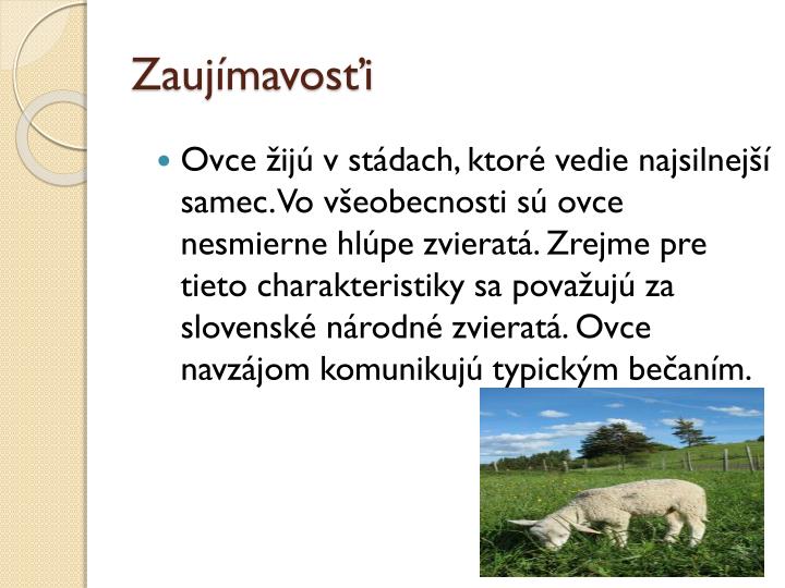 PPT - Ovca domáca PowerPoint Presentation - ID:5832664