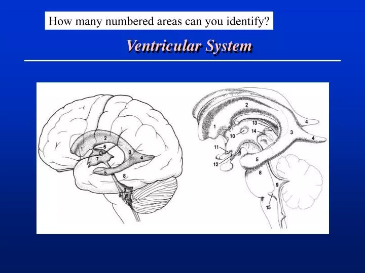 PPT - Ventricular System PowerPoint Presentation, free download - ID ...