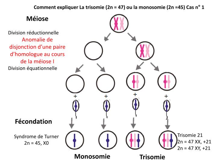 PPT - Méiose Division réductionnelle Division équationnelle PowerPoint ...