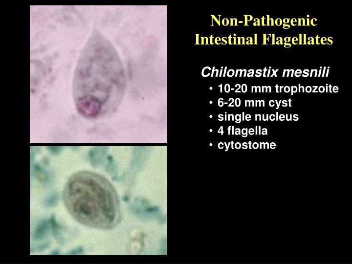 PPT - Flagellates : Giardia lamblia Dientamoeba fragilis Chilomastix ...