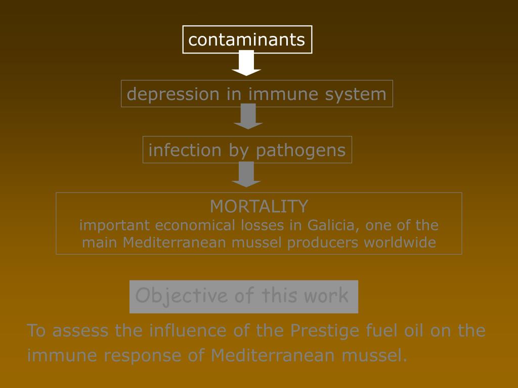 PPT - Impact of Prestige Fuel Oil on Immune Parameters in Mediterranean ...