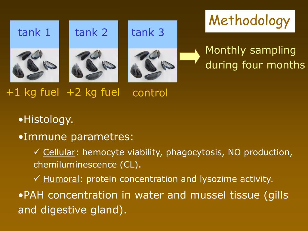 PPT - Impact of Prestige Fuel Oil on Immune Parameters in Mediterranean ...