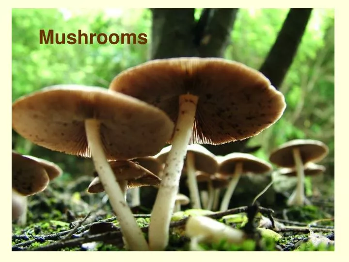 PPT - Mushrooms PowerPoint Presentation, free download - ID:5836874