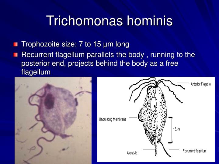 PPT - Mastigophora PowerPoint Presentation - ID:5837077