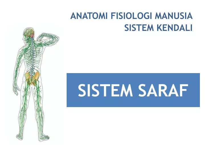 PPT - SISTEM SARAF PowerPoint Presentation, free download - ID:5838047