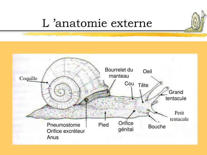 PPT - La dissection de l ’escargot PowerPoint Presentation - ID:5839827