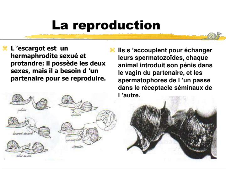 PPT - La dissection de l ’escargot PowerPoint Presentation - ID:5839827