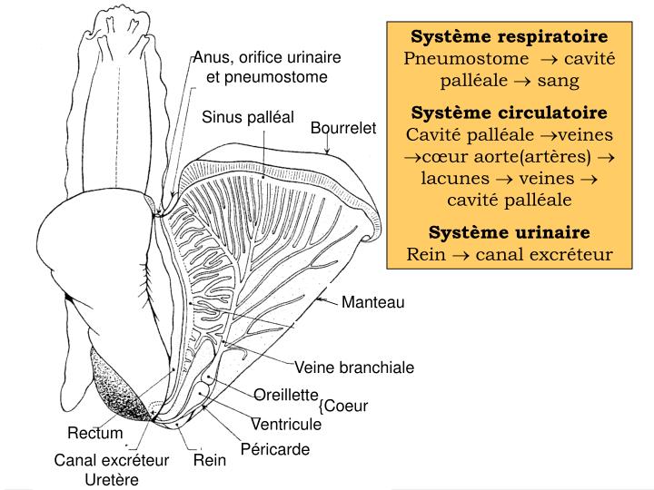 PPT - La dissection de l ’escargot PowerPoint Presentation - ID:5839827