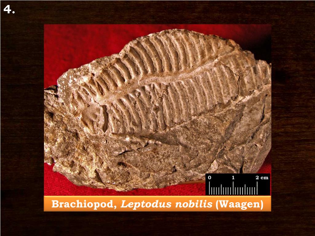 PPT - Paleontological exhibition of Mátra Múzeum PowerPoint ...