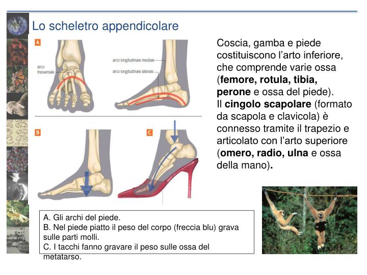 PPT - Lo scheletro PowerPoint Presentation - ID:5840826