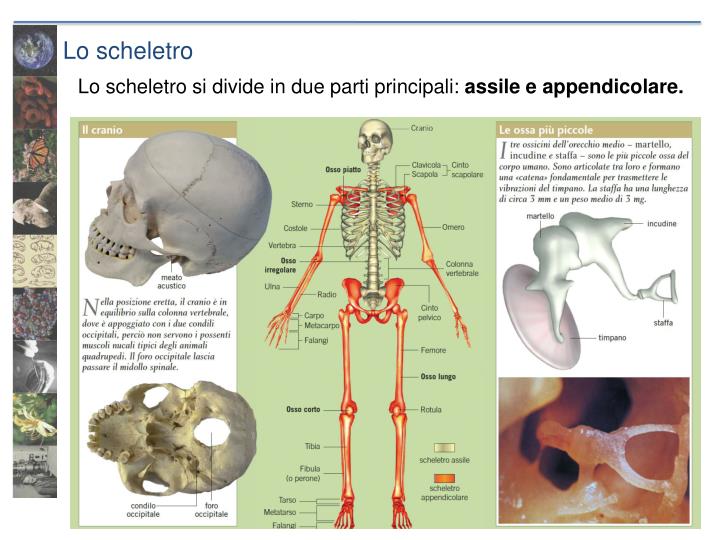 PPT - Lo scheletro PowerPoint Presentation - ID:5840826