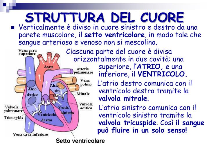 PPT - L’APPARATO CIRCOLATORIO PowerPoint Presentation - ID:5840871