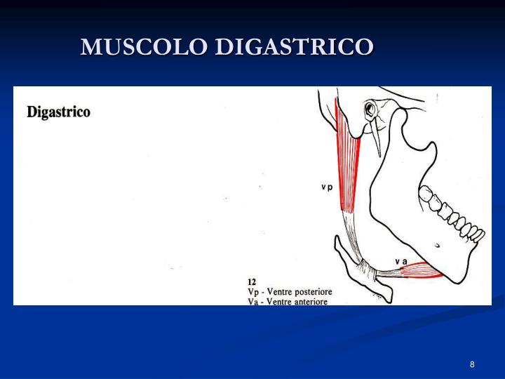 PPT - MORFOLOGIA APPARATO STOMATOGNATICO PowerPoint Presentation - ID ...