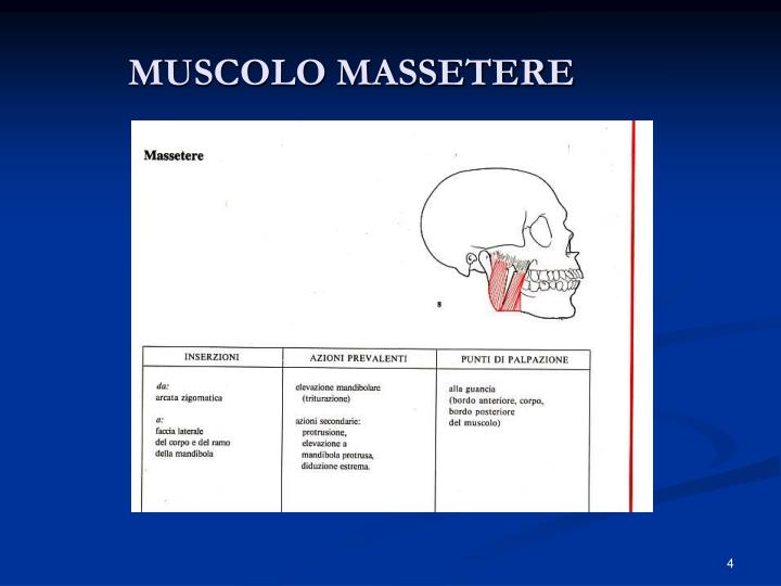 PPT - MORFOLOGIA APPARATO STOMATOGNATICO PowerPoint Presentation - ID ...