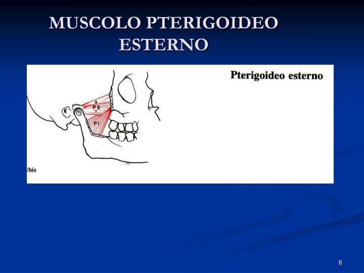 PPT - MORFOLOGIA APPARATO STOMATOGNATICO PowerPoint Presentation - ID ...