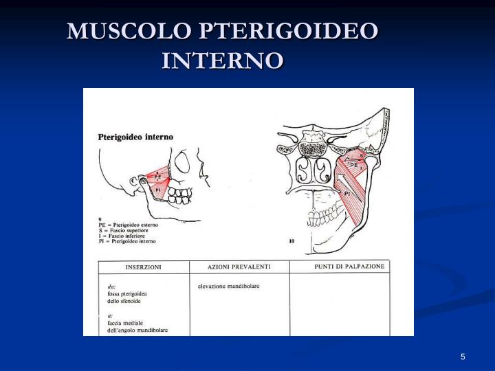 PPT - MORFOLOGIA APPARATO STOMATOGNATICO PowerPoint Presentation - ID ...