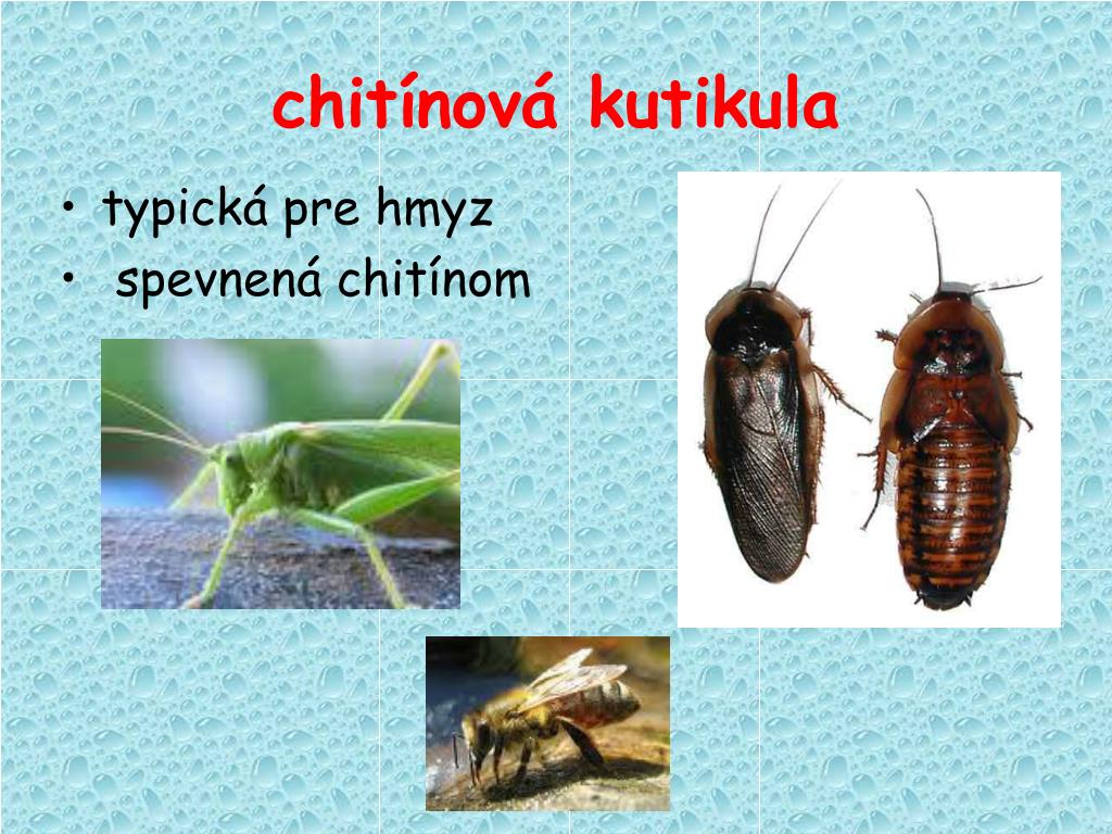 PPT - OPORNÁ SÚSTAVA = KOSTRA ŽIVOČÍCHOV PowerPoint Presentation, free ...