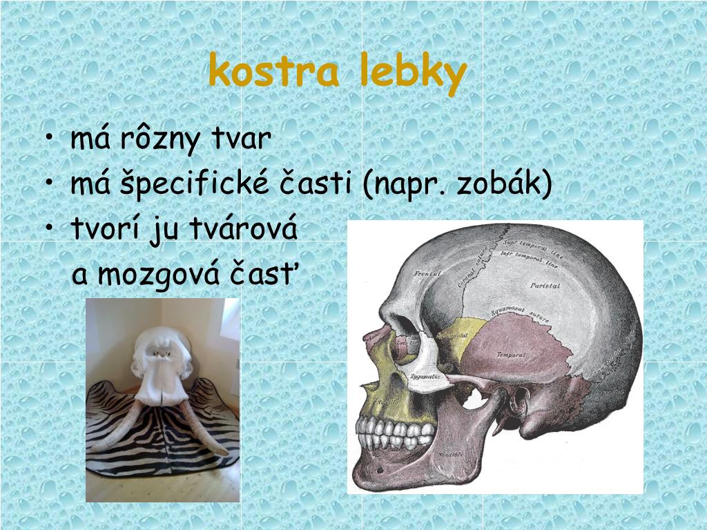 PPT - OPORNÁ SÚSTAVA = KOSTRA ŽIVOČÍCHOV PowerPoint Presentation, free ...
