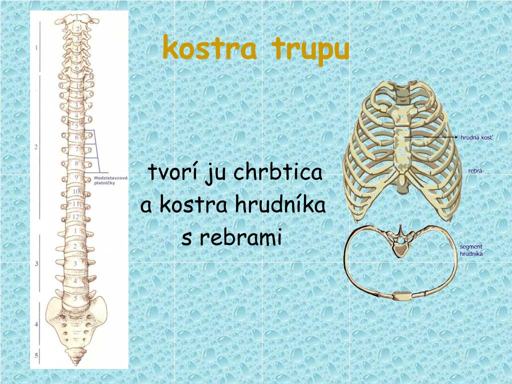PPT - OPORNÁ SÚSTAVA = KOSTRA ŽIVOČÍCHOV PowerPoint Presentation, free ...