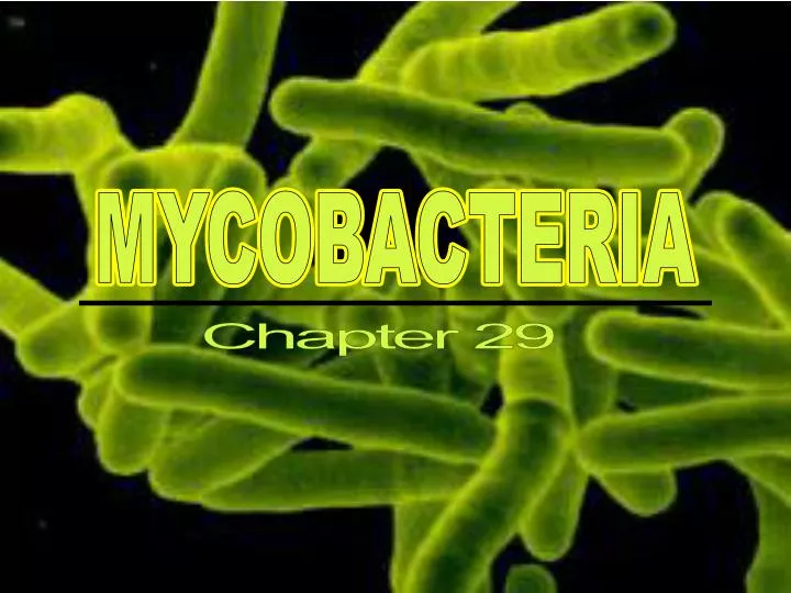 PPT - MYCOBACTERIA PowerPoint Presentation, free download - ID:5842098